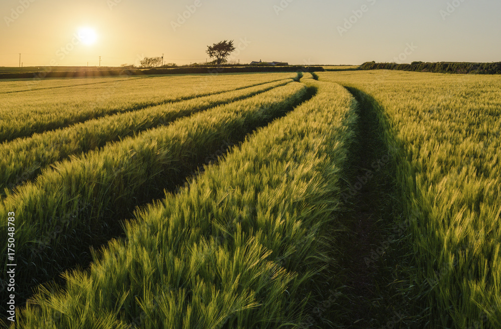Field of crops in summer in a farmed landscape Stock Photo | Adobe Stock