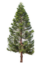 Norfolk Island Pine Tree Free Stock Photo - Public Domain Pictures