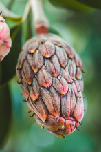 Magnolia Tree Seed Pod Free Stock Photo - Public Domain Pictures