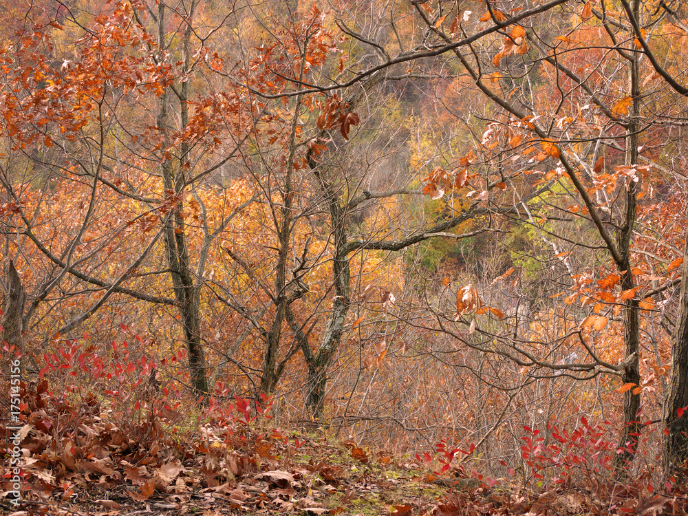 Tallman Mountain Autumn Trees 2: Tallman Mountain State Park Stock ...