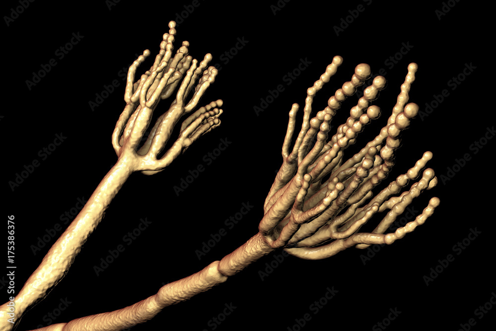 Fungi Penicillium which cause food spoilage and are used for production ...