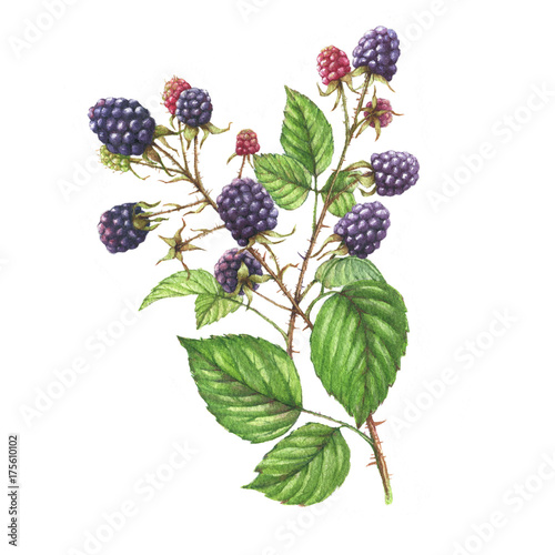 Hand-drawn watercolor illustration with natural motives: blackberry ...