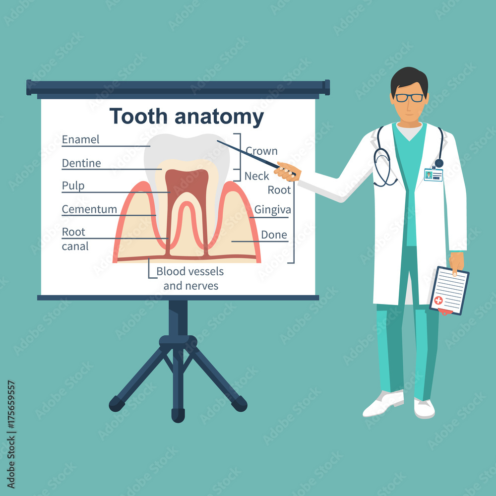 Tooth anatomy on board. Doctor dentist pointing tooth structure ...