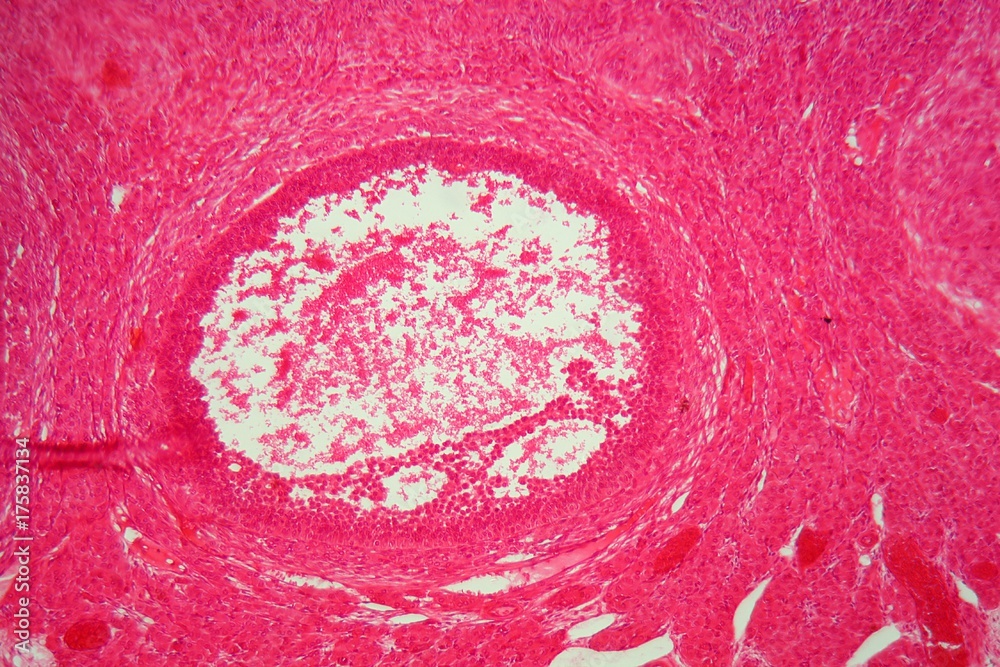 Ovary cells under the microscope. Stock Photo | Adobe Stock