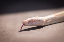 Albino Royal Python Free Stock Photo - Public Domain Pictures