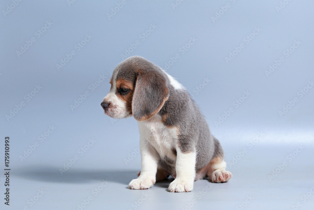 1 month pure breed beagle Puppy on gray screen Stock Photo | Adobe Stock