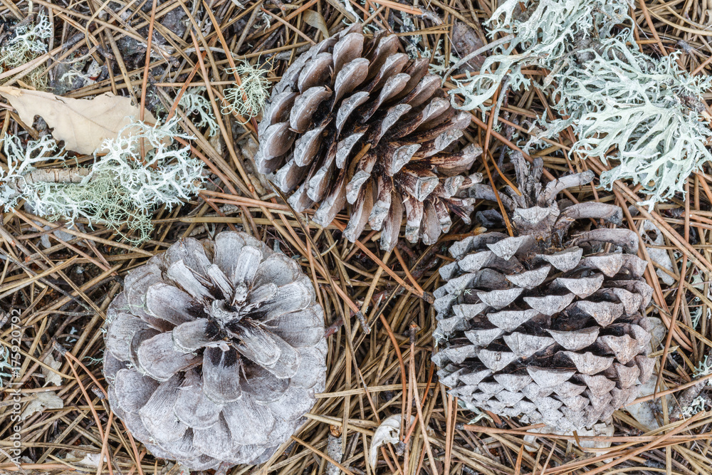 Foto de Stock Piñas de Pino Resinero. Pinus pinaster. Hojas y líquenes ...