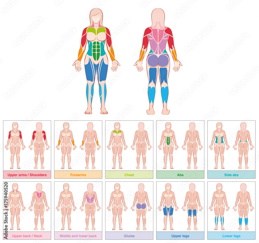 Muscle groups of a female body - chart with largest muscles - ten ...