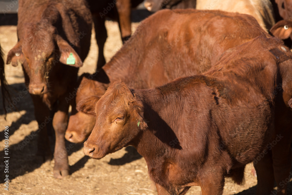 Beef Cattle Stock Photo | Adobe Stock