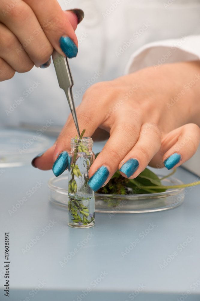 Young botanist at work, preparing fresh plant sample and examining ...