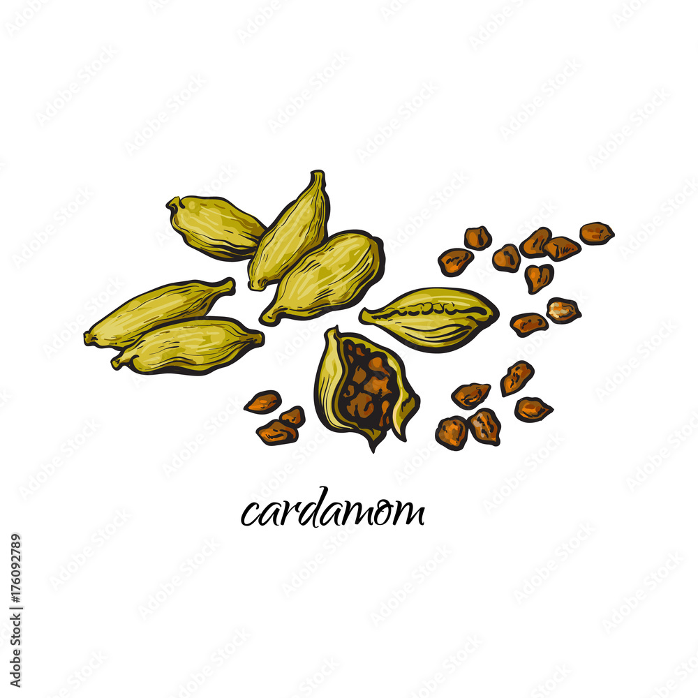 Pile, heap of cardamom, cardamon pods and seeds with caption, sketch ...
