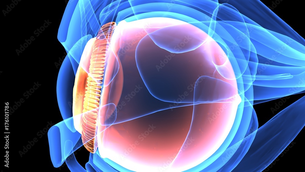 3d illustration of human body eye anatomy Stock Illustration | Adobe Stock