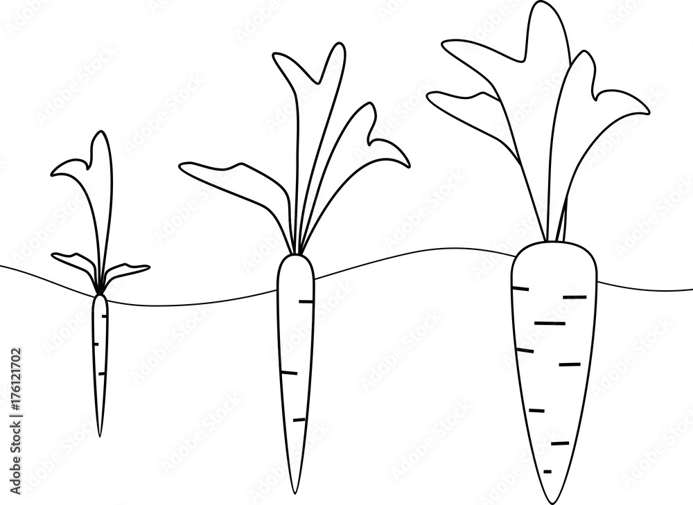 Carrot growth stages coloring pages Stock Vector | Adobe Stock