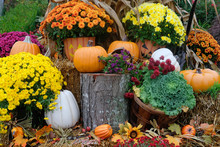 Fall Mums Free Stock Photo - Public Domain Pictures