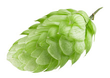 Hops Free Stock Photo - Public Domain Pictures