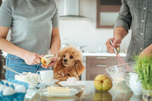 Dog Making Coffee Free Stock Photo - Public Domain Pictures