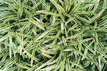 Variegated Monkey Grass Free Stock Photo - Public Domain Pictures