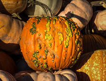 Warty Pumpkin Free Stock Photo - Public Domain Pictures