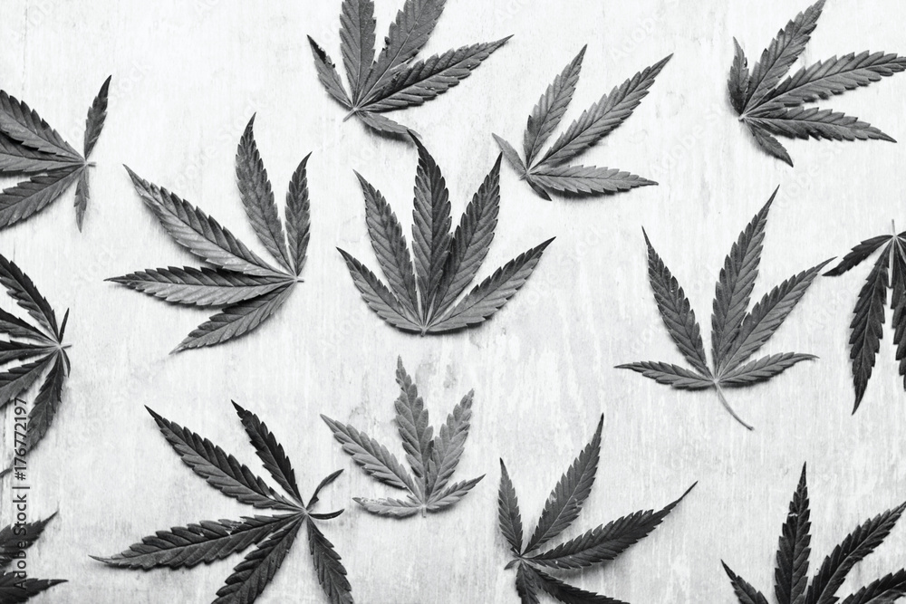 Cannabis Leaf. Hemp is a common name for Cannabis sativa and the name ...