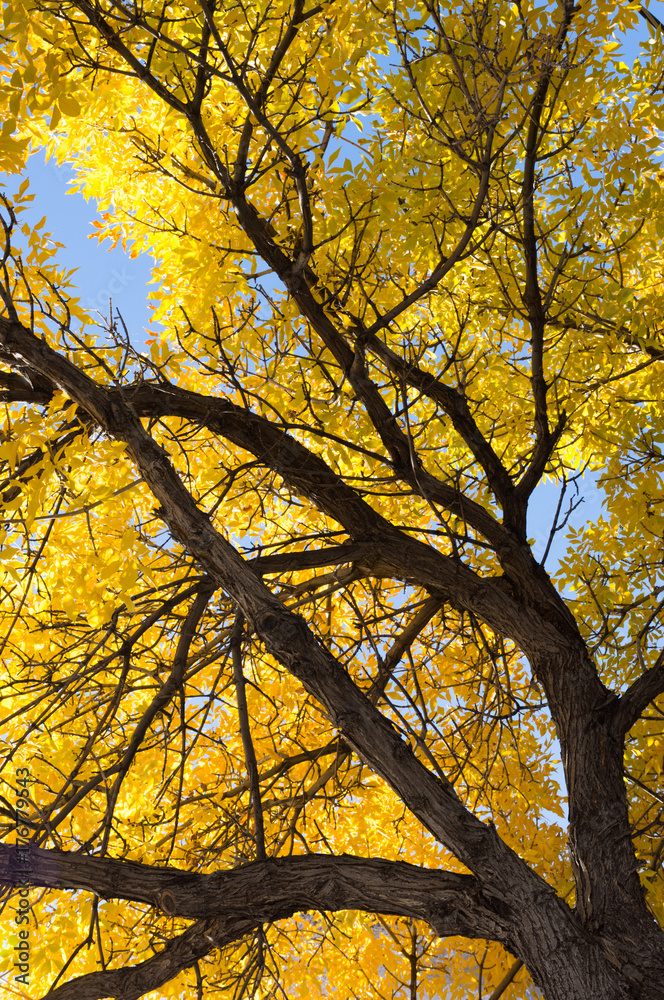 Fall American Elm Tree with golden leaves and a blue sky behind. Its ...