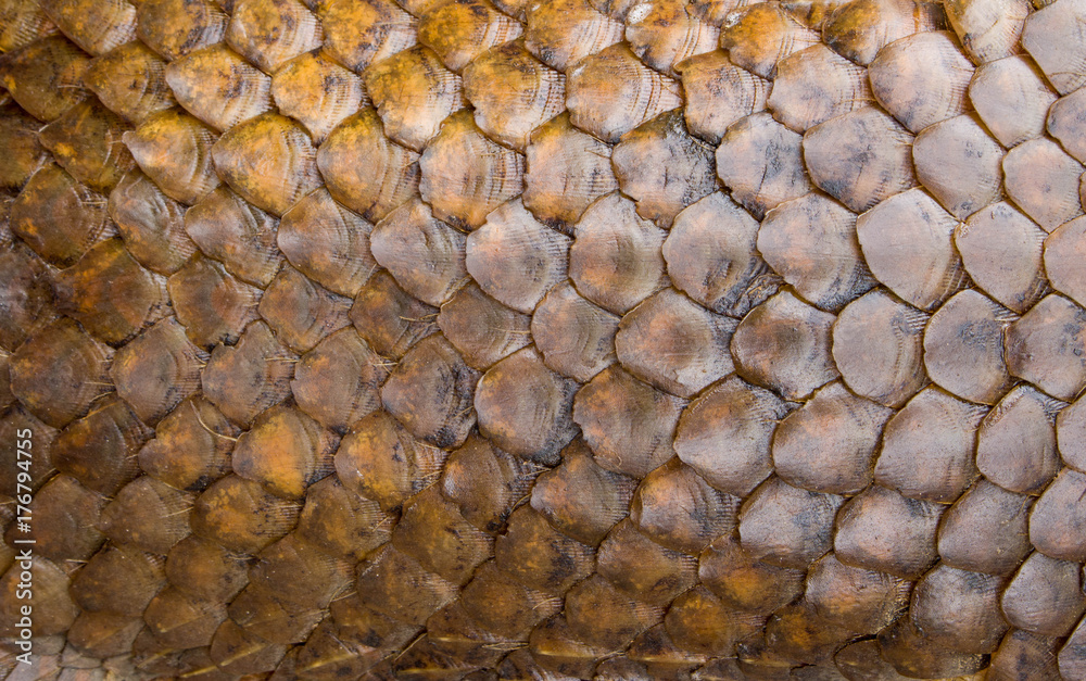 Pangolin skin,scale, texture. Abstract background Stock Photo | Adobe Stock