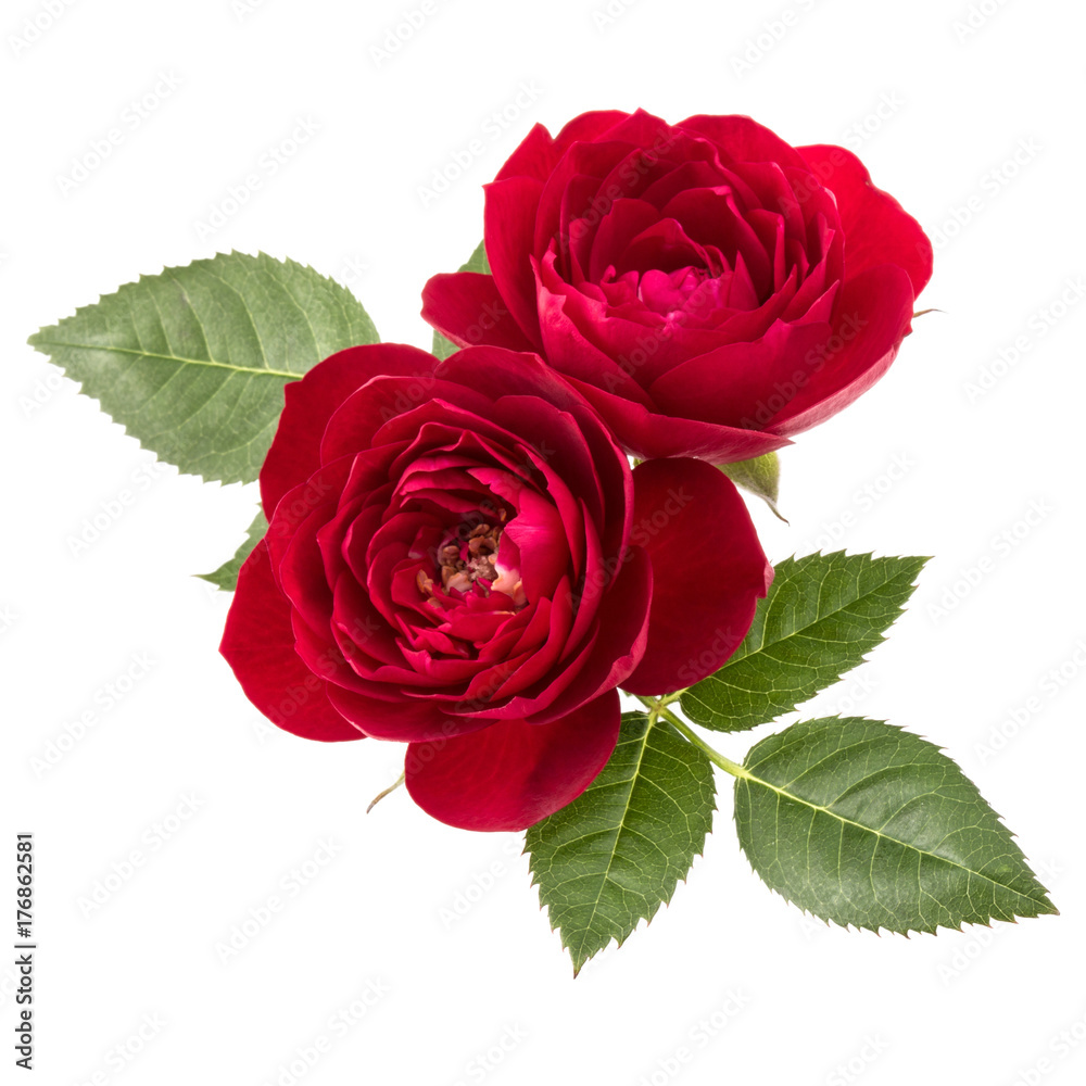 two red rose flowers isolated with leaves on white background cutout ...