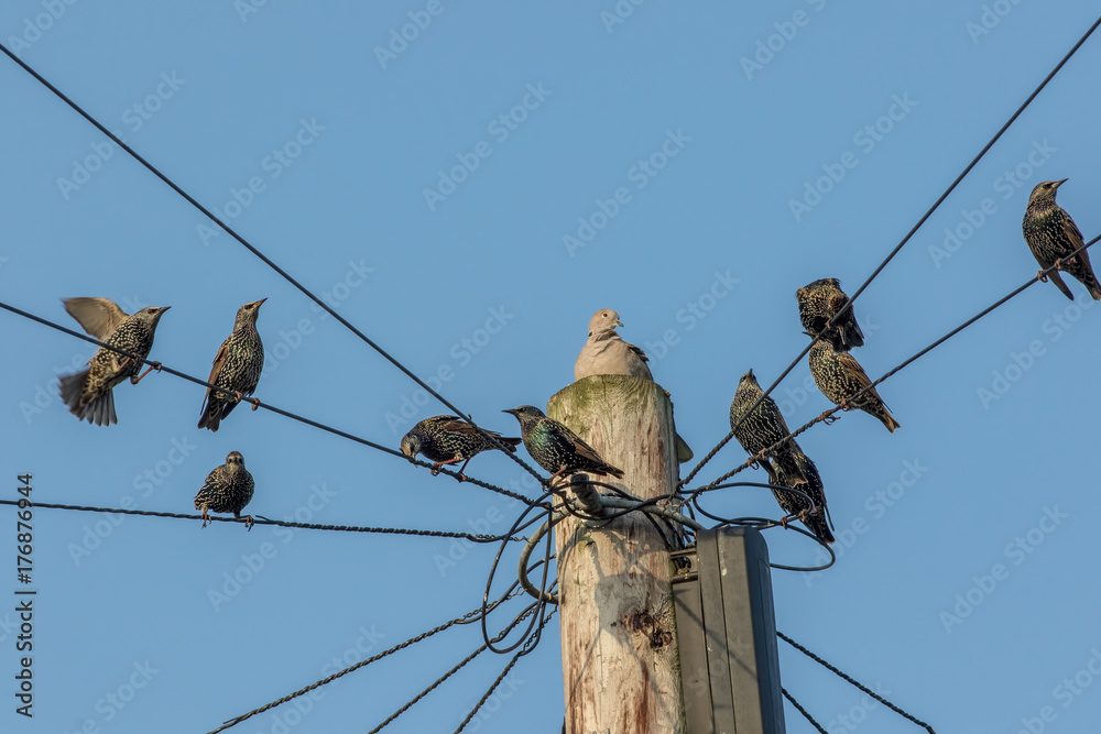 Common urban bird pests. Pigeon and starlings on telegraph pole wires ...