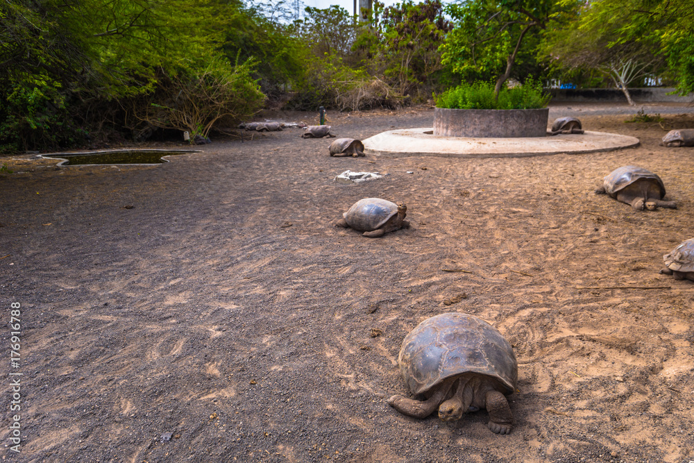 Photo Stock Galapagos Islands - August 25, 2017: Giant land tortoises ...
