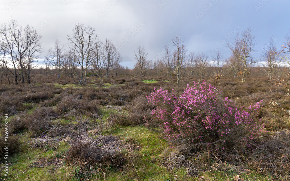 Brezo De Primavera