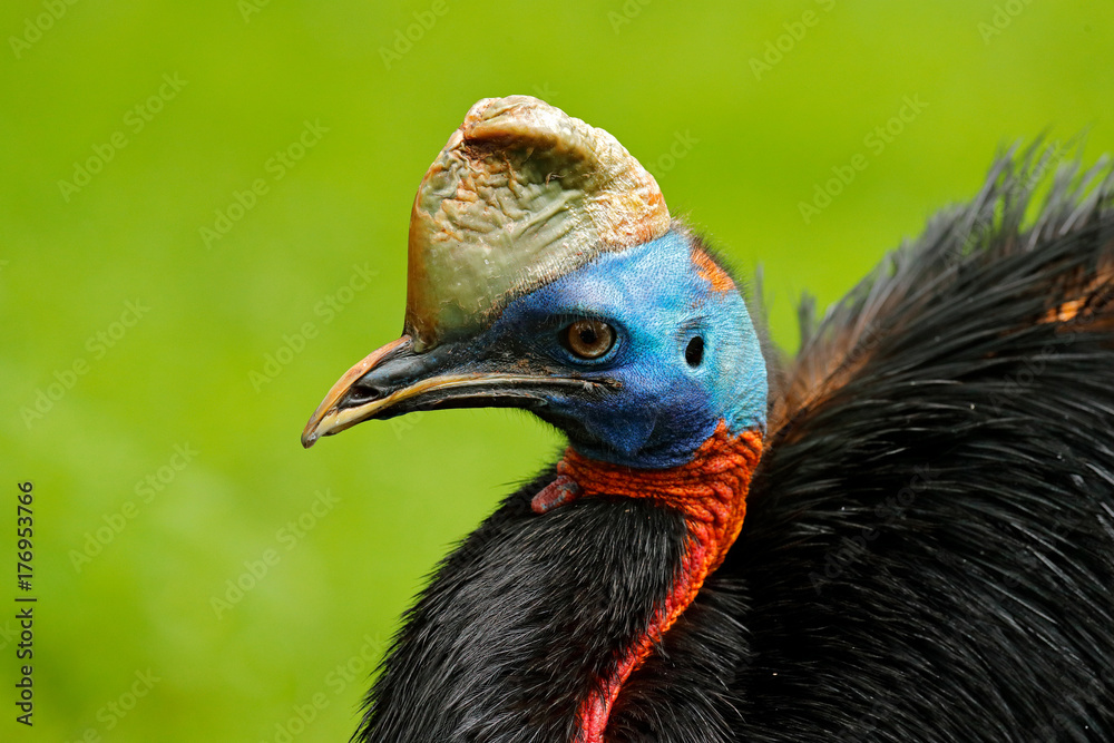 Southern cassowary, Casuarius casuarius, also known as double-wattled ...