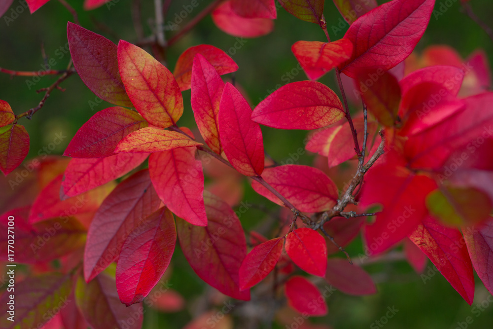 Strauch Rote Bltter Im Herbst