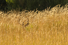 Bles Buck And Grass Free Stock Photo - Public Domain Pictures