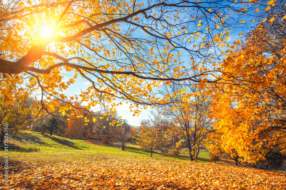 Fototapeta Pogodny jesień krajobraz z złotymi drzewami i niebieskim ...