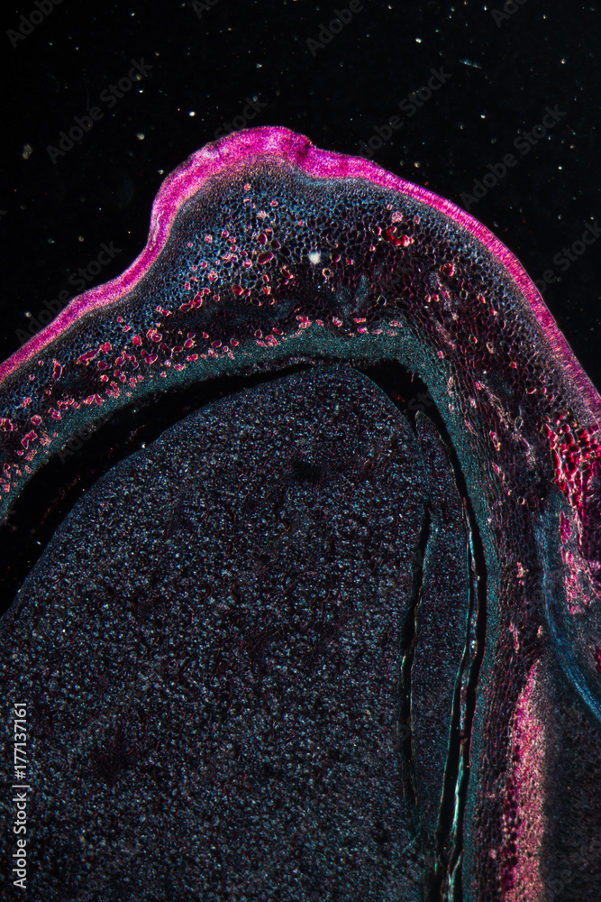 micrograph of pea seed part Stock Photo | Adobe Stock