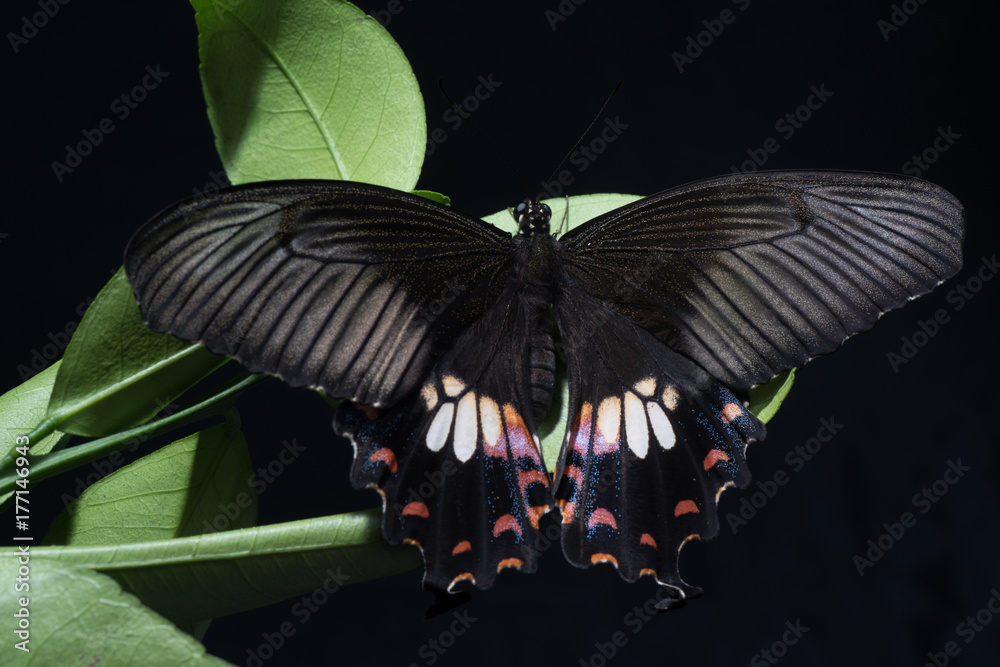insect butterfly macro Stock Photo | Adobe Stock