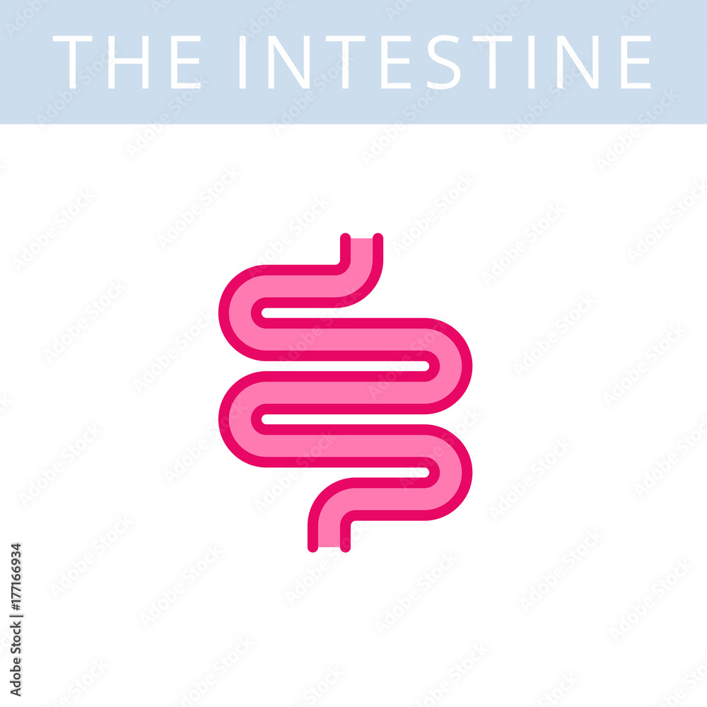 Vector de Stock The internals outline icon. Intestine, digestive system ...