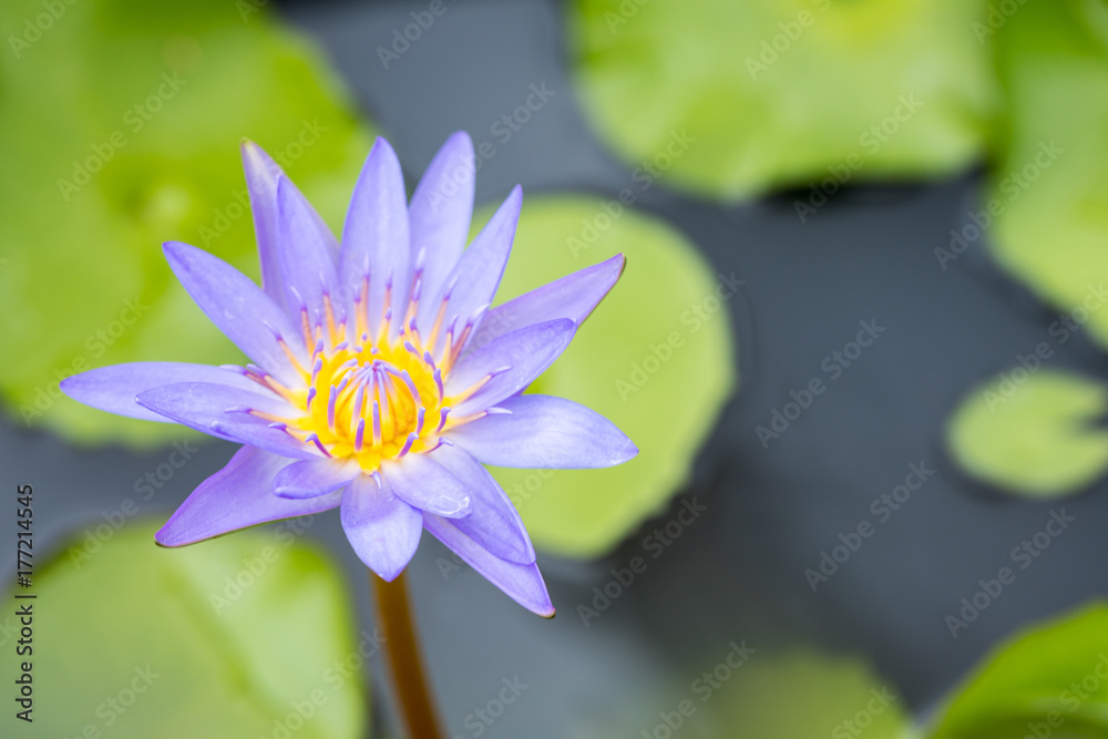 Lotus flower. Nelumbo nucifera, also known as Indian lotus, sacred ...