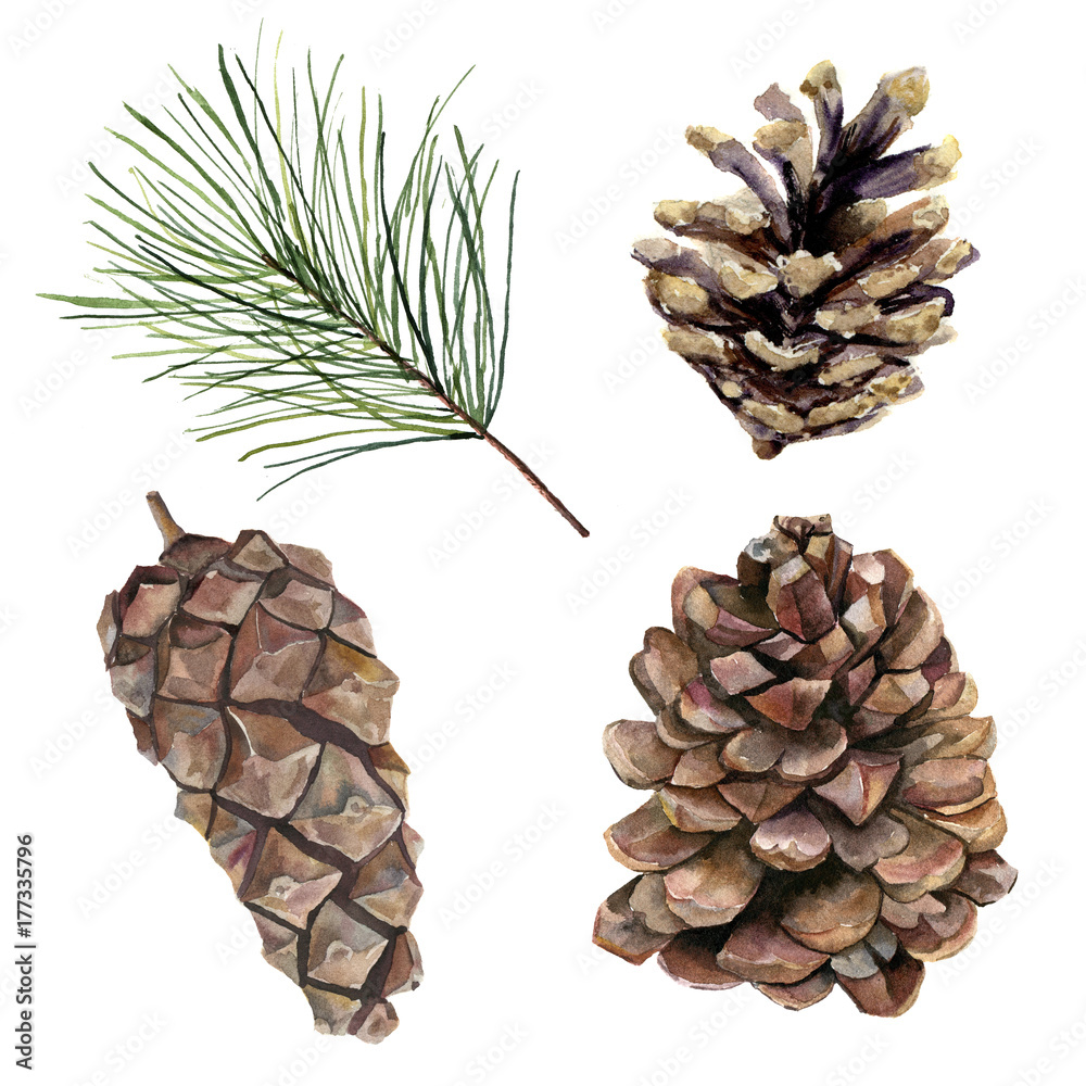 Watercolor pine cones set. Hand painted pine branch with cones isolated ...