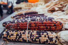Indian Corn Kernels Free Stock Photo - Public Domain Pictures