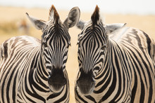 Zebra Twins Free Stock Photo - Public Domain Pictures