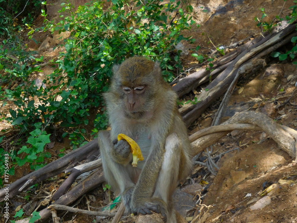 Monkey eating bananas in Naul beach (Monkey beach), Thailand Stock ...