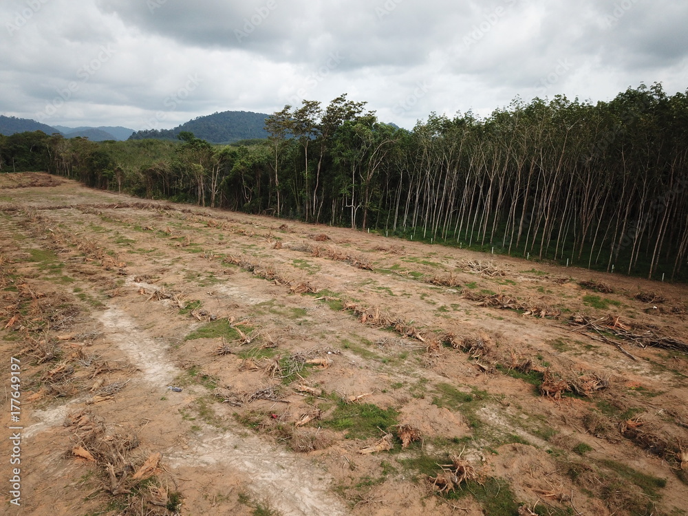 Deforestation. Logging. Environmental destruction of rainforest for oil ...