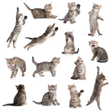 Running Scared Cat Free Stock Photo - Public Domain Pictures