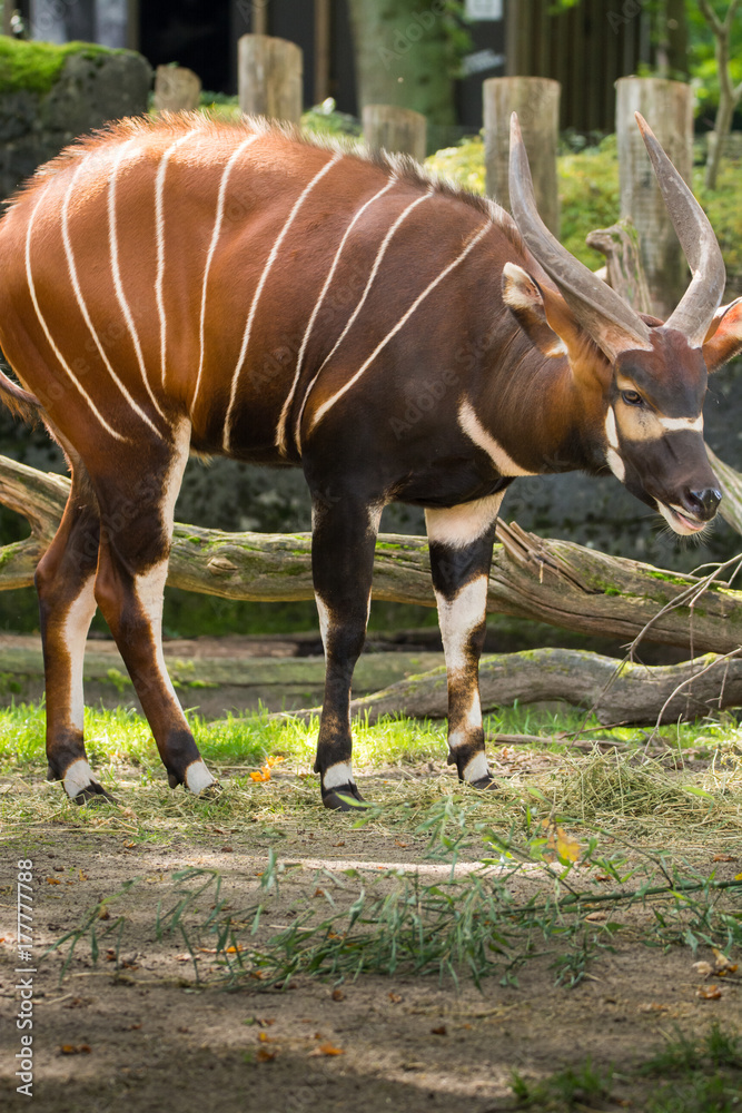 Beautiful animal - big eastern bongo antelope, extremely rare animal ...
