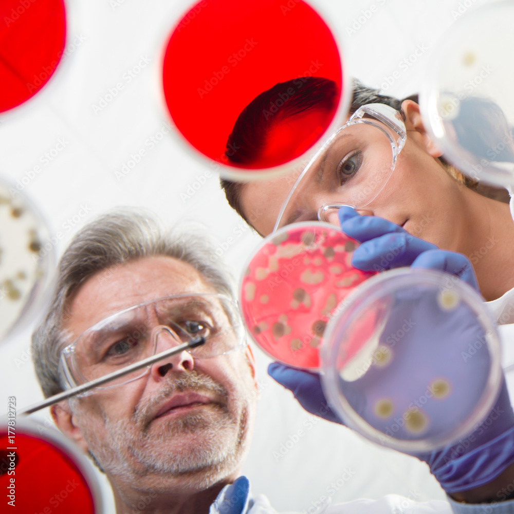 Scientists researching in laboratory, pipetting cell culture samples ...