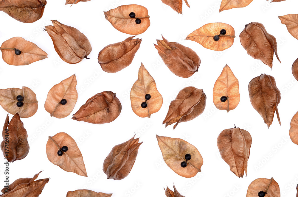 Golden Rain tree seed pods koelreuteria paniculata on isolated white ...