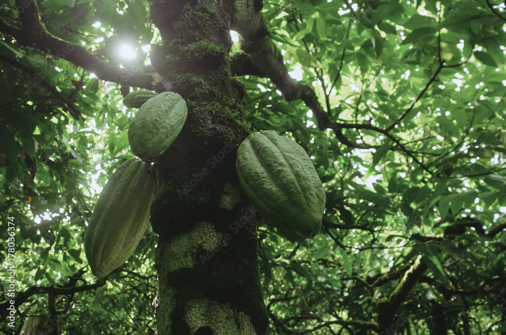 Chocolate making process; green cocoa beans growing on the tree Stock ...