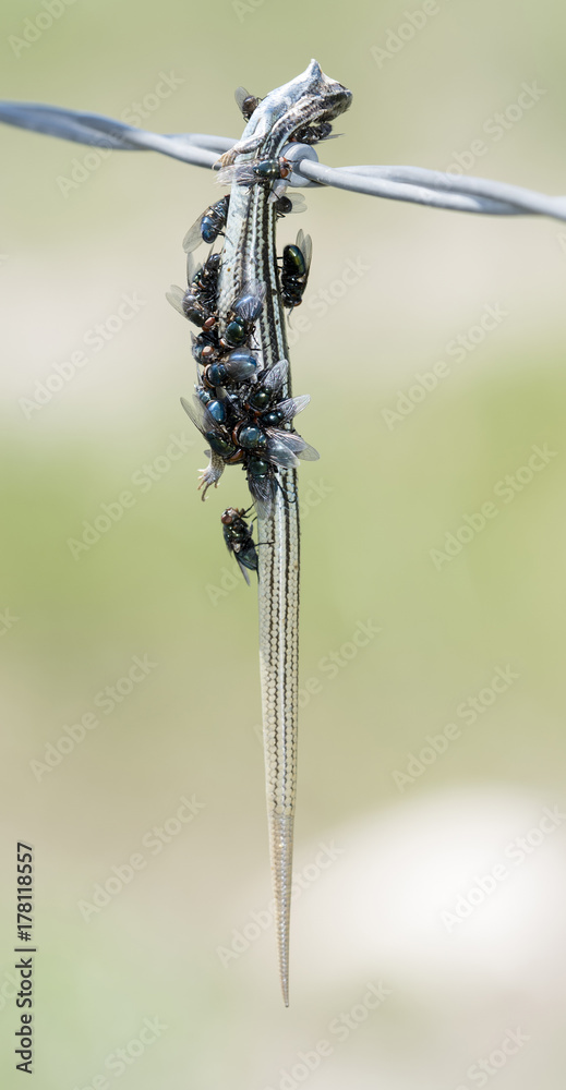 Many-lined Skink (Plestiodon multivirgatus) Covered with Flies Impaled ...