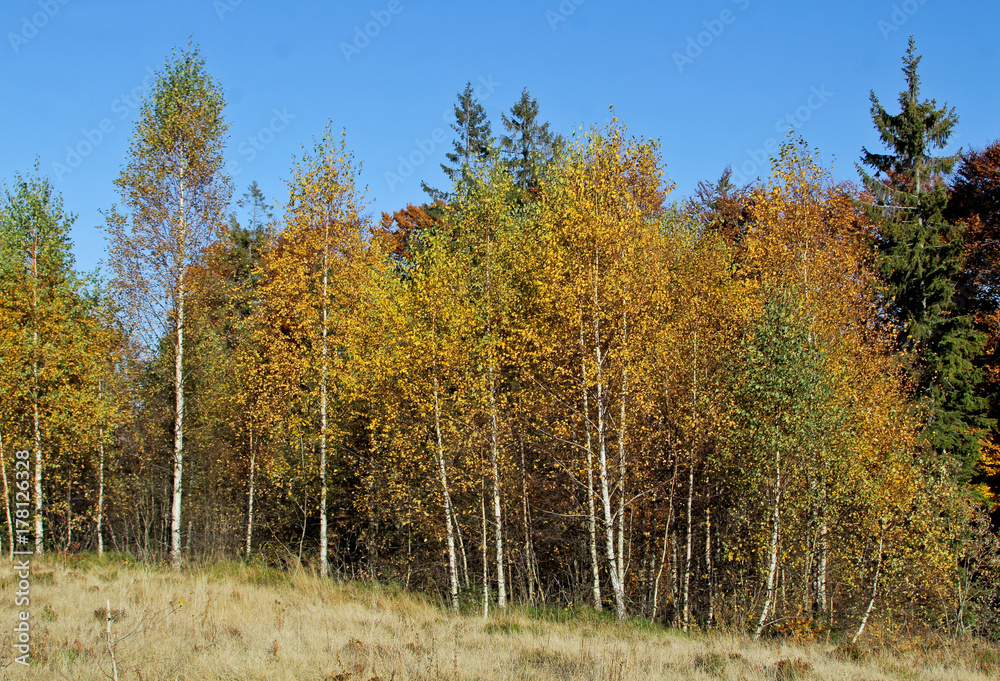 Landscape of the forest at the autumn. Panorama with orange and yellow ...