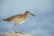 Willet In Wetlands Free Stock Photo - Public Domain Pictures